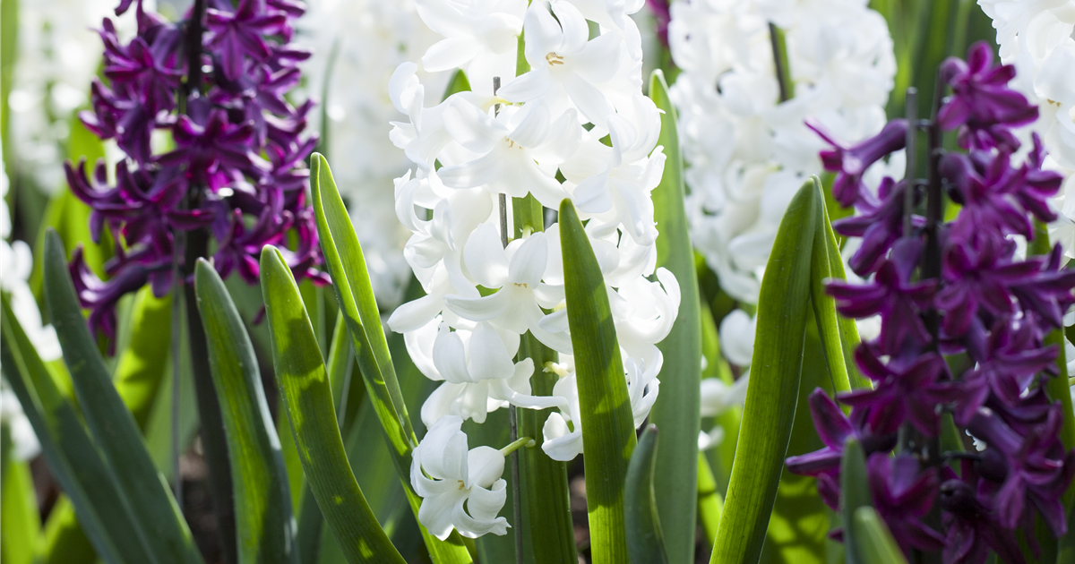 Hyazinthe , Hyacinthus orientalis 'Carnegie' - Gartencenter Selbach