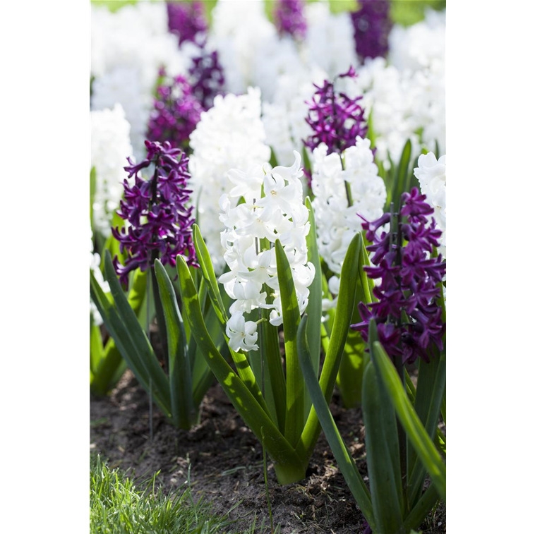Hyazinthe , Hyacinthus orientalis 'Carnegie' - Gartencenter Selbach