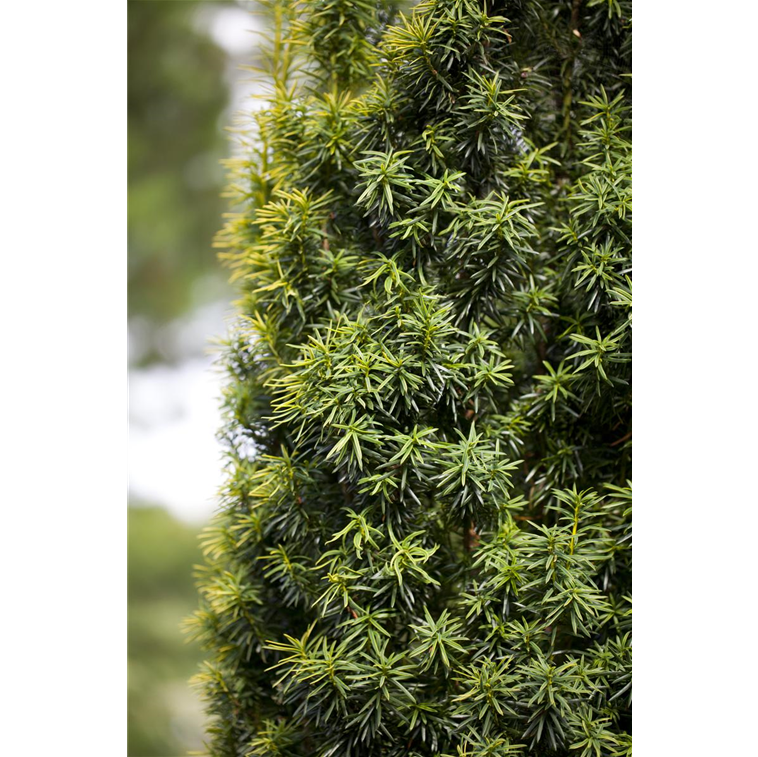 Heimische Eibe, Taxus baccata - Gartencenter Selbach