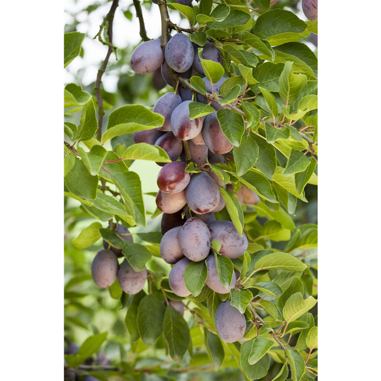 Zwetschge, Prunus domestica subsp. domestica - Gartencenter Selbach