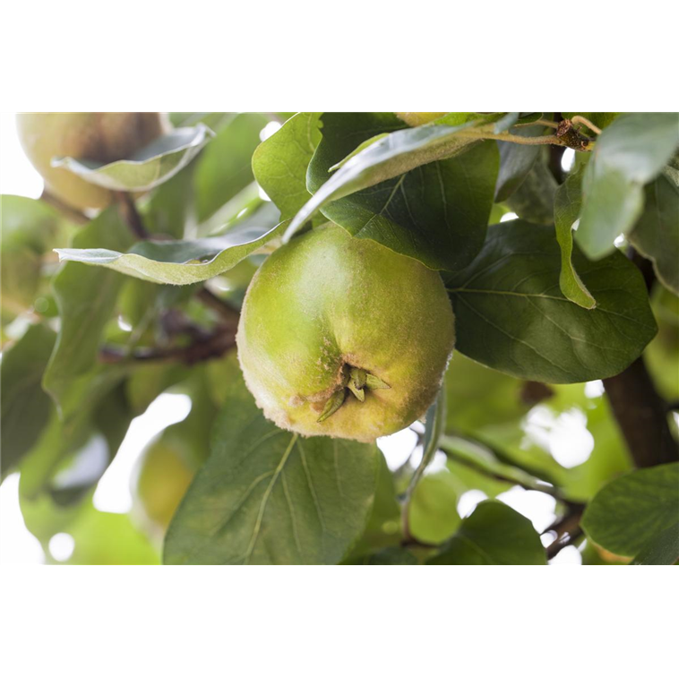 Konstantinopeler Apfelquitte, Cydonia oblonga - Gartencenter Selbach