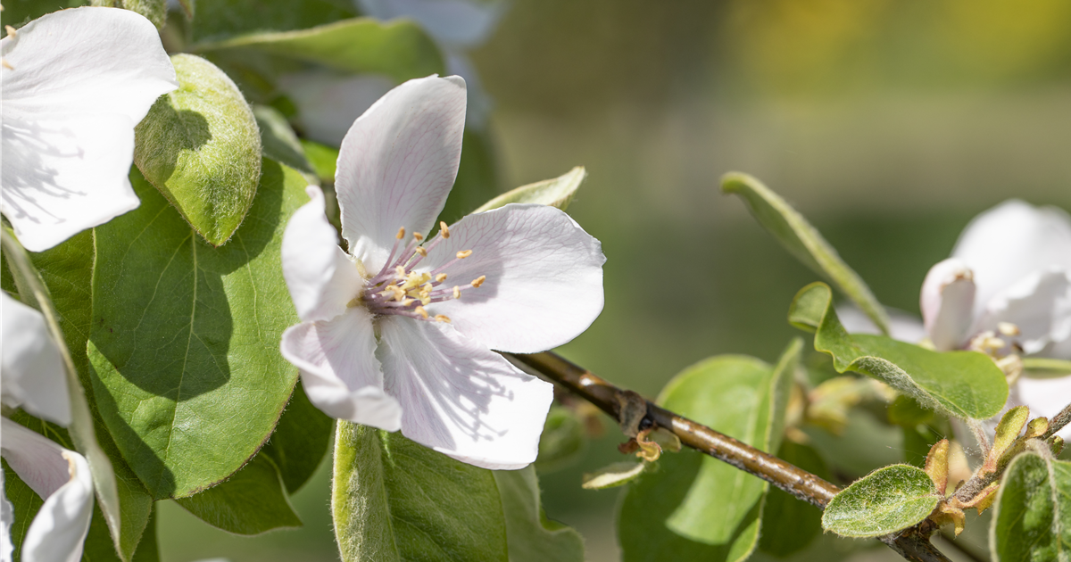 Portugiesische Birnenquitte, Cydonia oblonga - Gartencenter Selbach