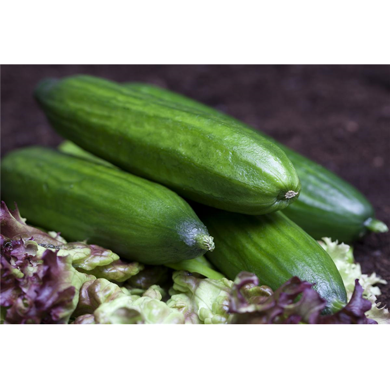 Snack-Gurke, Cucumis sativus 'Keczkemeter' - Gartencenter Selbach