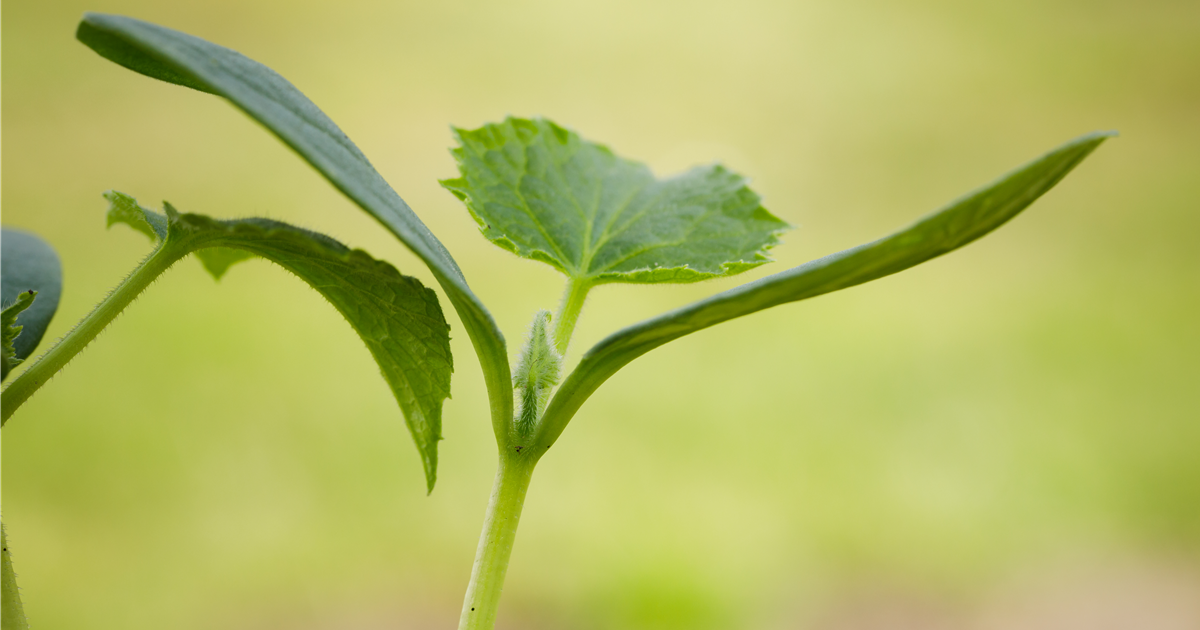 Mini-Snack-Gurke, Cucumis sativus 'Mini Stars' - Gartencenter Selbach