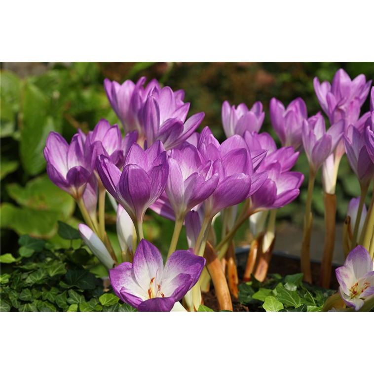 Colchicum cilicicum, Herbst-Zeitlose - Gartencenter Selbach