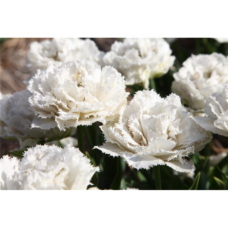 Tulipa 'Snow Crystal', Tulpe 'Snow Crystal' - Gartencenter Selbach