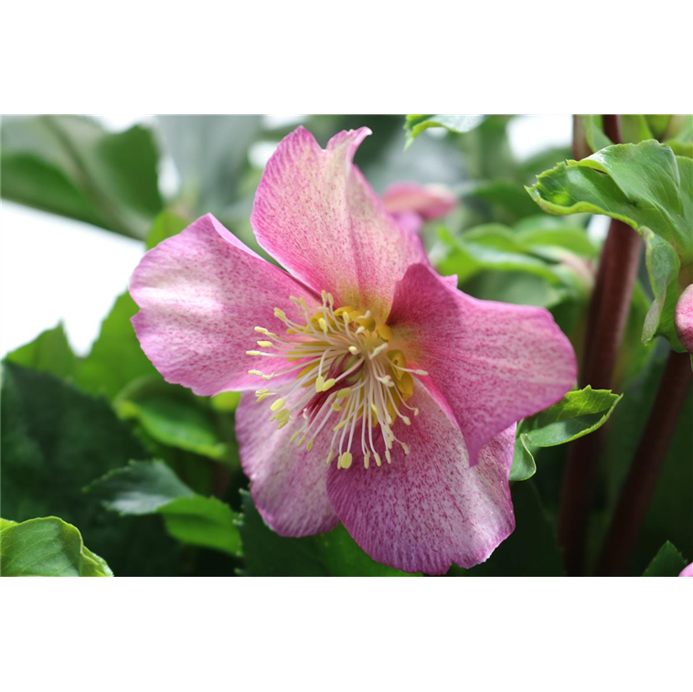 Helleborus 'Gold Collection'® Frosted Rose, Helleborus HCG Frosted Rose ...